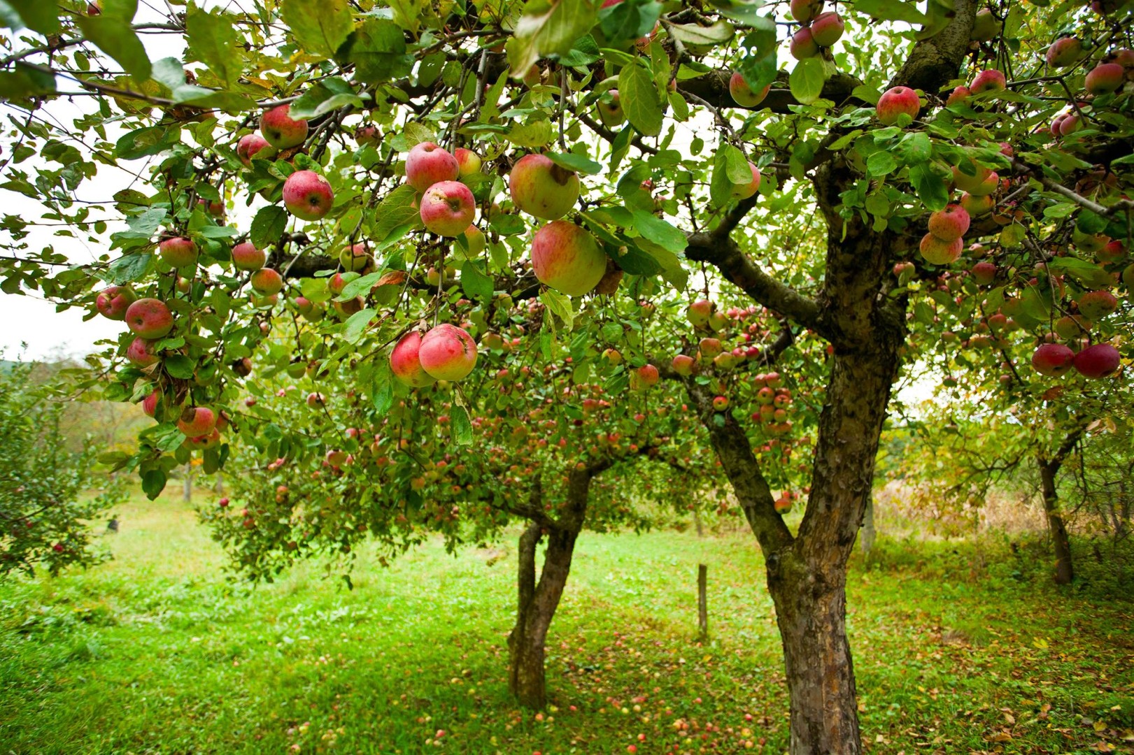 heritage farm and fruit trees 1821 winter lane godfrey illinois 62035 ...